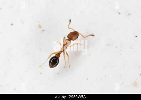 Cardiocondyla emeryi, tiny ant, a tramp species that is common in ...