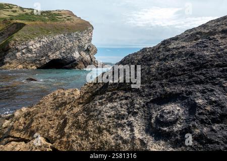 Ammonoidea fossils embedded in the rocky shore at Pondfield Cove on the ...