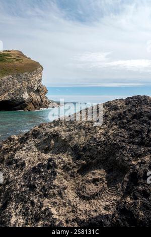 Ammonoidea fossils embedded in the rocky shore at Pondfield Cove on the ...