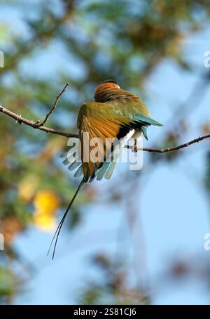 white-throated bee-eater, Weißkehlspint, Guêpier à gorge blanche ...