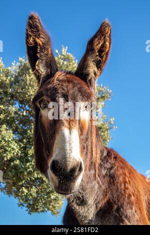 Donkey in Majorca, Mallorca, Balearic Islands, Spain Stock Photo - Alamy