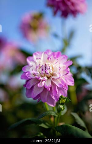 Lush colorful dahlia flower close up Stock Photo - Alamy