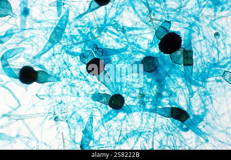 Structure of Rhizopus Stock Photo - Alamy