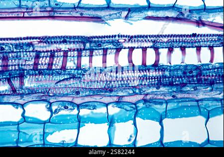 Monocot stem (Zea mays) showing epidermis, collenchyma, parenchyma ...