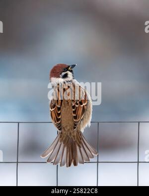 Sparrow on chain link fence, selective focus Stock Photo - Alamy