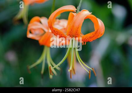 Tiger lily (Lilium lancifolium 'Splendens' syn. Lilium tigrinum ...