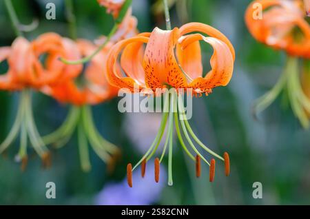 Tiger lily (Lilium lancifolium 'Splendens' syn. Lilium tigrinum ...