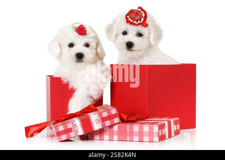 Bichon Frise Puppy in a box Stock Photo - Alamy