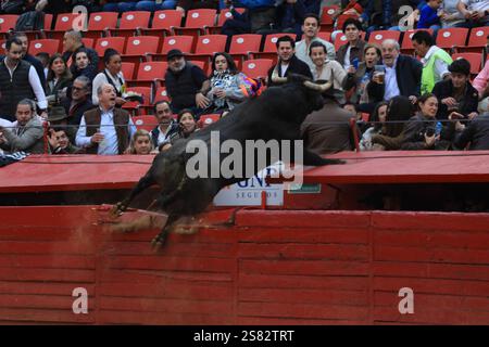 Non Exclusive: The fighting bull of the José Garfias 'Hechicero' ranch ...