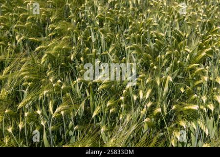a field where rye grows, the cultivation of varieties of rye for food ...