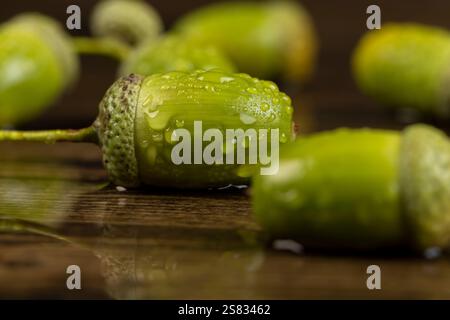 wet green big oak fruits acorns, not ripe and wet in drops of water ...