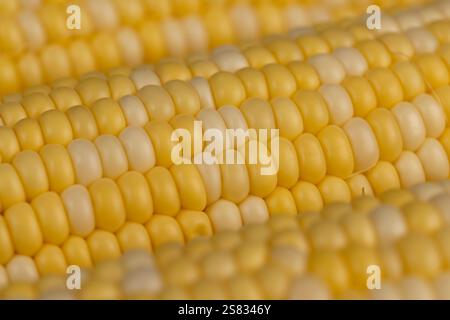 corn cob with yellow seeds of different sizes close up, sweet corn for ...