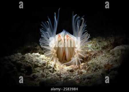 File clam (Limaria sp.) This intriguing animals with fleshy tentacles ...