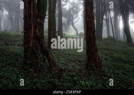 The mystical fog of the Sintra forest, Portugal Stock Photo - Alamy