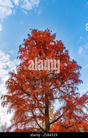 Bright vivid colorful autumn fall leaves changing colors Stock Photo ...