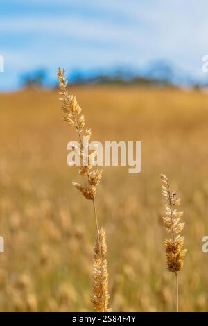 Grass Seed Head In A Paddock Stock Photo - Alamy