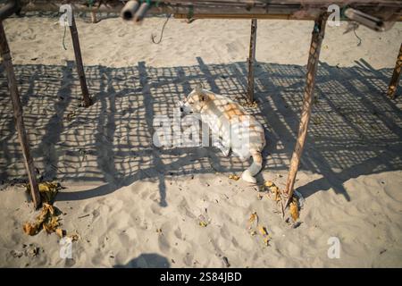 Ownerless dogs take rest on the beach of Saint Martin's Island, Cox's ...