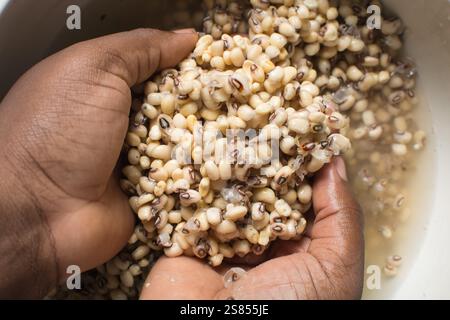 Overhead view of beans being washed, top view of blackeyed beans being ...