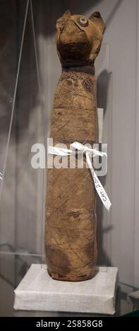 Ancient Egypt. Cat mummies wrapped in bandages. Egyptian Museum of ...