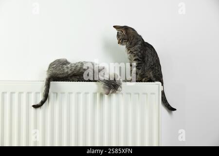 Cute little kittens on radiator near white wall Stock Photo - Alamy