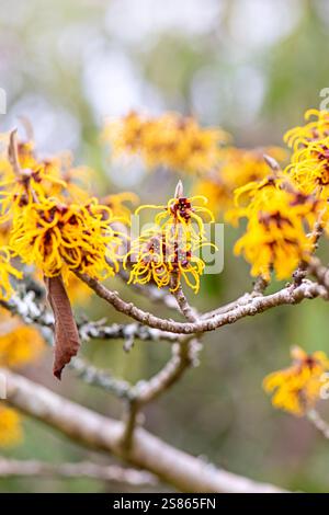 Yellow hazel flowers buds on a faded background.Spring photo Stock ...