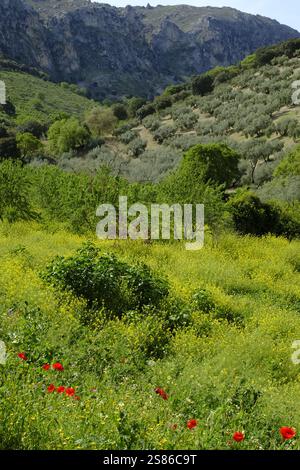 Spring wild poppies in olive grove, Tilos island, Greece, May 2022 ...