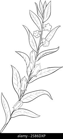 sesame plant with flowers outline illustration Stock Vector Image & Art ...