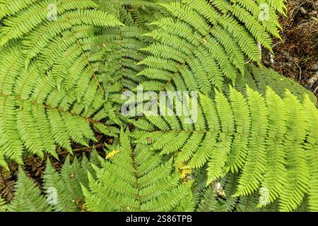 An image of a typical fern in New Zealand Stock Photo - Alamy
