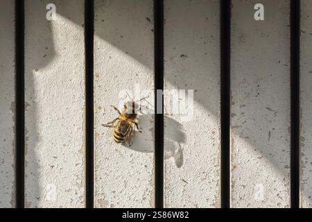 A photography of a beautiful little bee in early spring time Stock ...