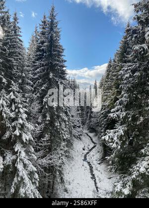 A small stream in the snow between dense trees of a forest in winter in ...