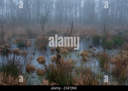 Drowning forest caused by rising groundwaterlevel: dead and dying ...