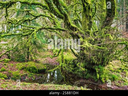 Old native tree preserved amongst the modern conifer plantations of ...
