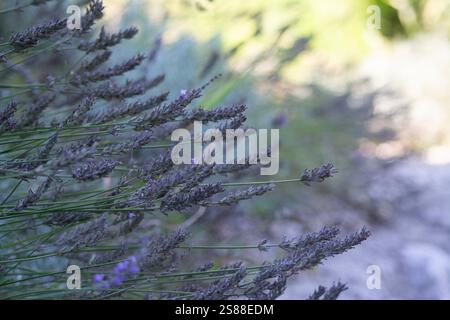 Meadow of lavender at morning light. Nature composition Stock Photo - Alamy
