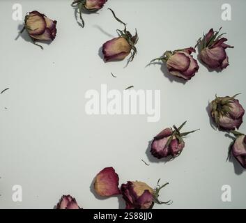 Colorful dried withered roses composition on white background Stock ...