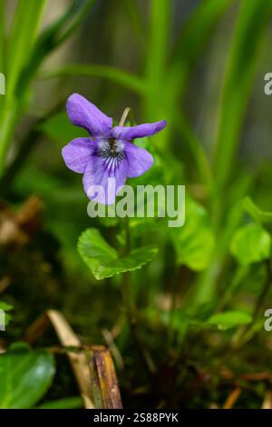 Forest flowers of violets in the spring forest are illuminated by ...