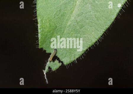 White Admiral (Limenitis camilla) 1st instar larva on Honeysuckle ...