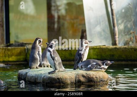Zoo Dresden .Humboldpinguine Dresden Sachsen Deutschland *** Zoo ...