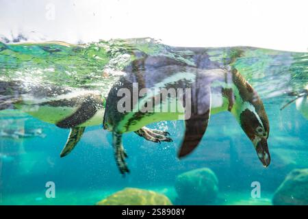 Zoo Dresden .Humboldpinguine Dresden Sachsen Deutschland *** Zoo ...