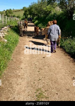 Cows walking on a path to the milking parlour, happy on sunny day, in a ...