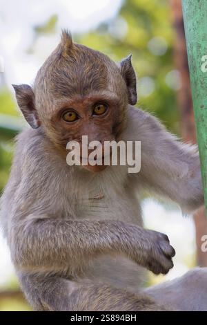 A close-up shot capturing the fierce and focused gaze of a Galapagos ...