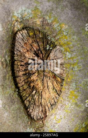maple tree bark with knot Stock Photo - Alamy