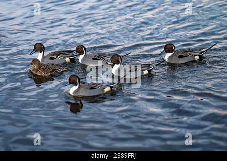 Northern pintail ducks (Anas acuta) flying in blue sky over green field ...