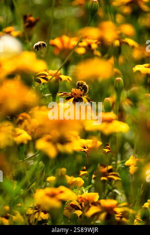 Bumblebees Pollinating Vibrant Striped French Marigold Flowers in a ...