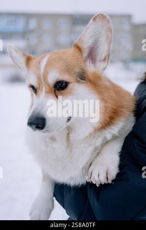 corgi fluffy close up portrait and his owner at the outdoor Stock Photo ...