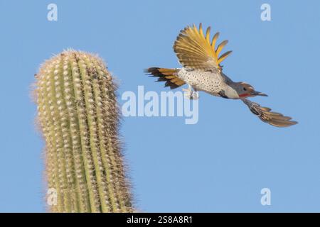 A Gilded Flicker takes off from Saguaro Stock Photo - Alamy