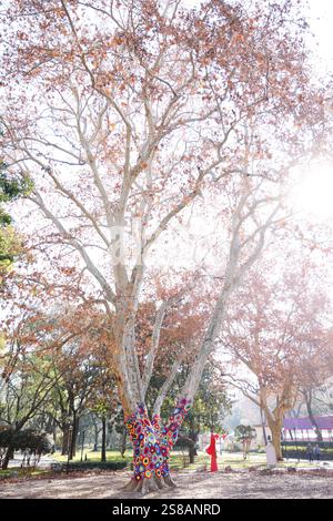 An ancient sycamore tree at Zhongshan Park is put on brightly colored ...