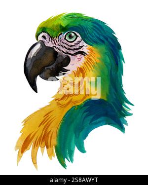 Parrot bird head. Hand drawn watercolour illustration Stock Photo - Alamy