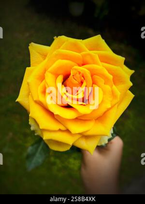 A Perfect Yellow Rose: Bright and Stunning Stock Photo - Alamy