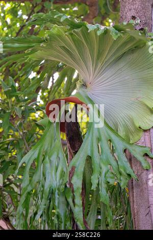 A large Australian native staghorn fern, platycerium bifurcatum ...