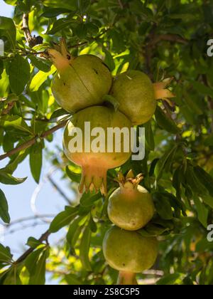 Pomegranates growing on tree in France Stock Photo - Alamy